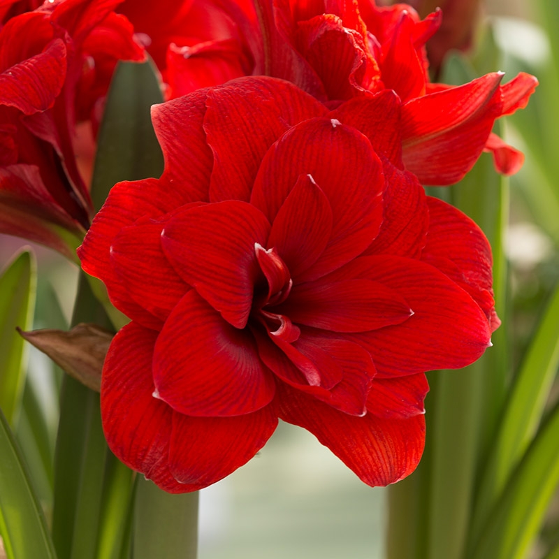 Amaryllis Bol kopen? Bestel Online