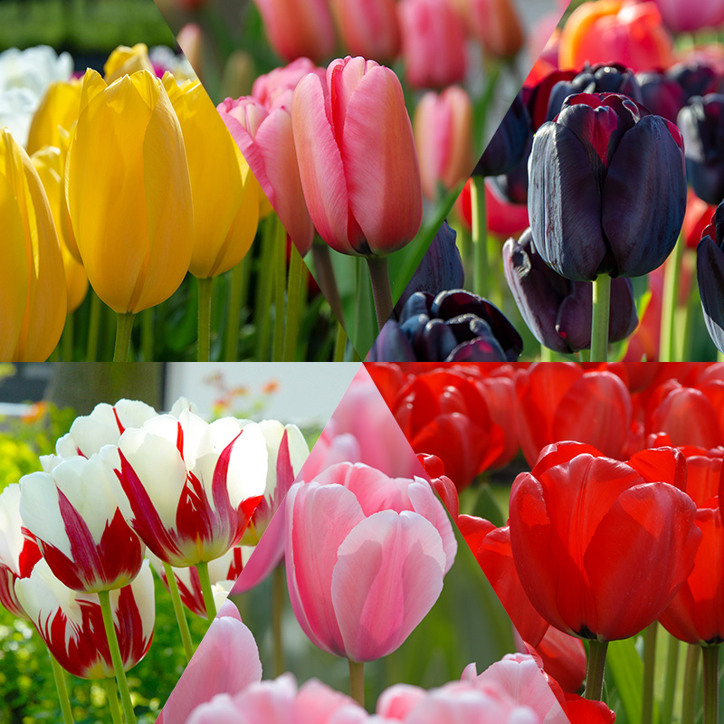 Tulpenbollen kopen? Bestel Tulpen Online