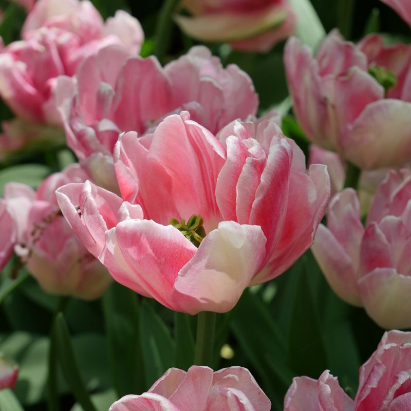 Tulp Foxtrot | 10 | 2717