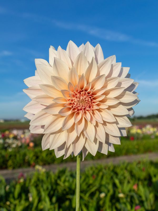 Ranunculus Picotee café | 88060