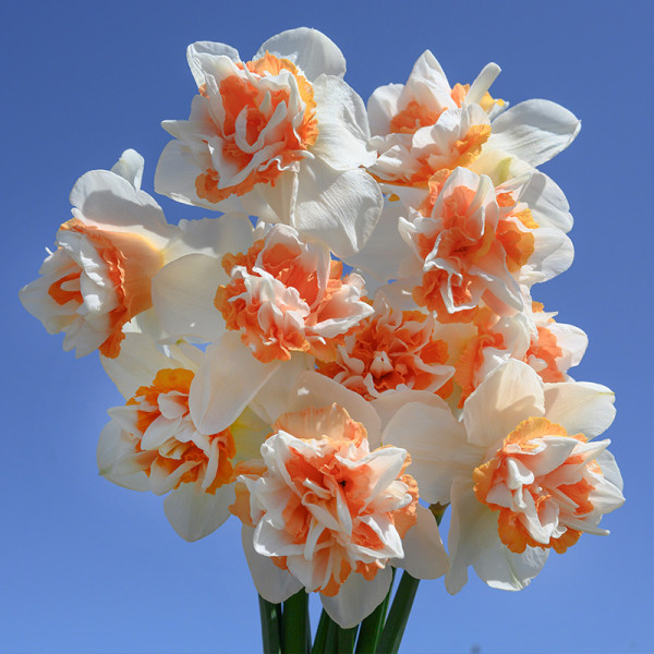 Narcissen planten