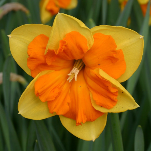 Narcissen planten