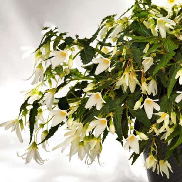Begonia boliviensis Santa Barbara | 30013