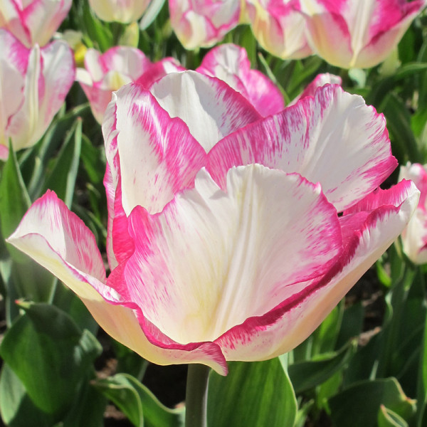 Alles over Tulpen