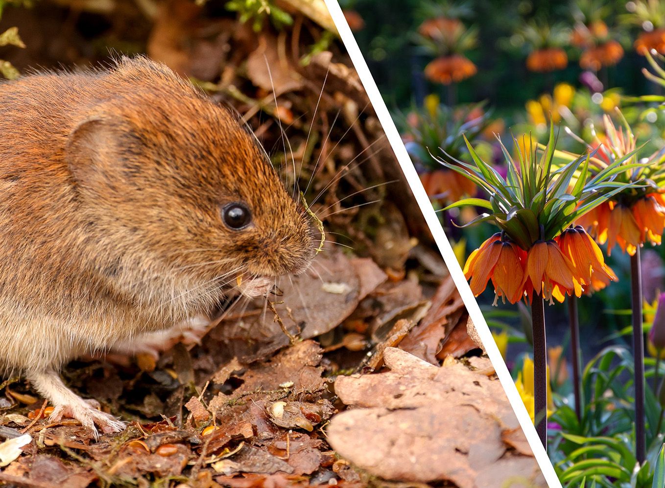 Woelmuizen en Mollen verjagen met de Keizerskroon