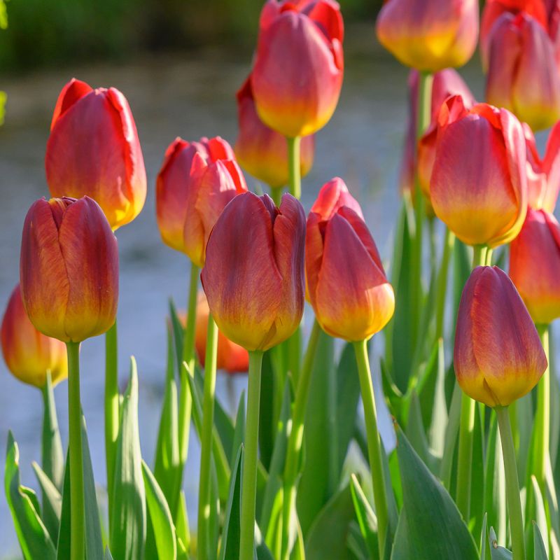 Alles over Tulpen