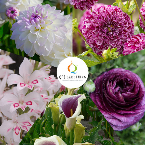 Bloembollen Pakket "Wit-paarse Zomertuin" | 4402090