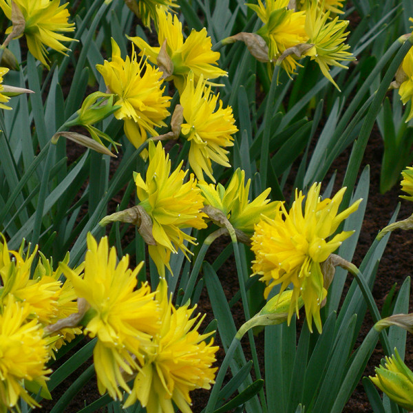 Narcis Rip van Winkle | 3022