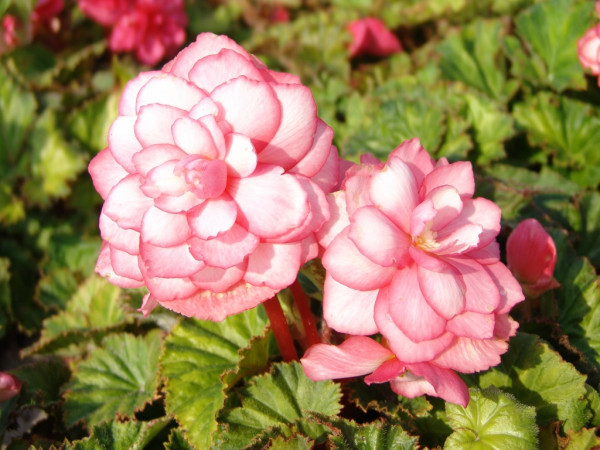 Begonia Bouton de Rose | 30090