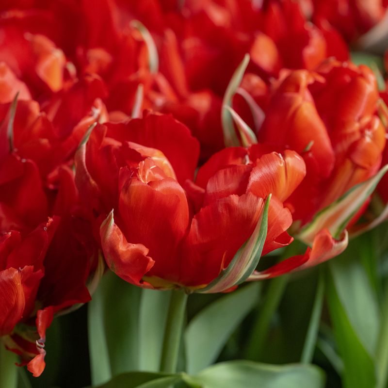 Tulp Love Valley | 2708