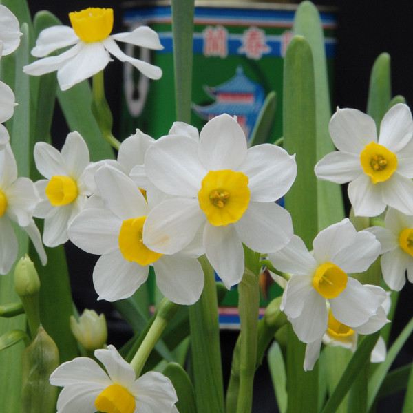 Narcissen planten