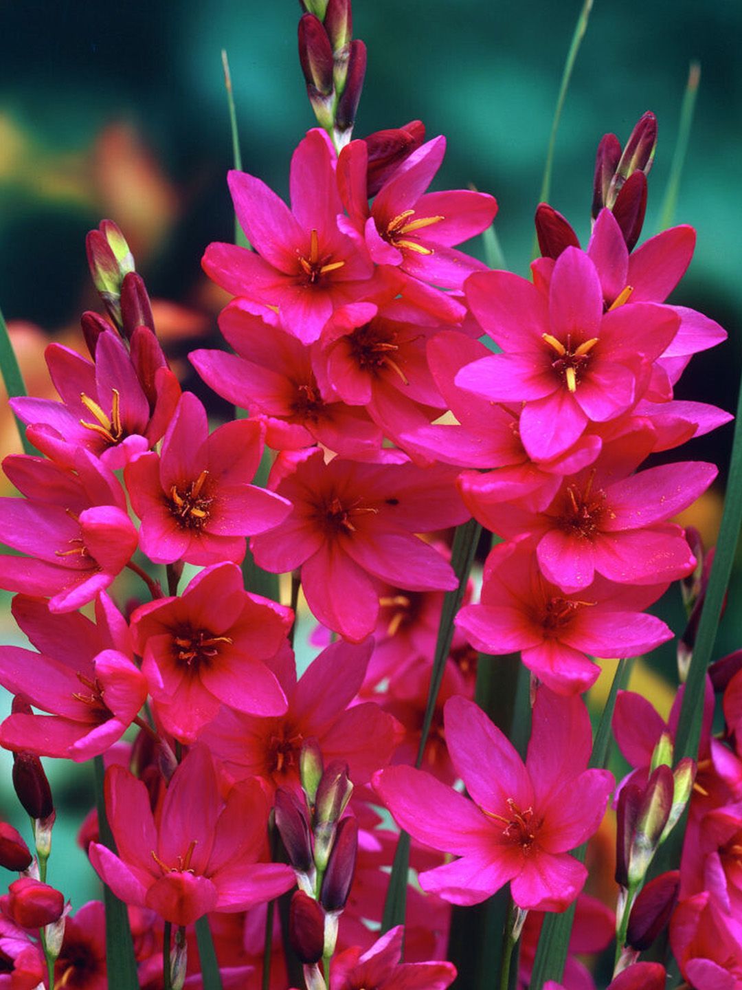 Ixia mix