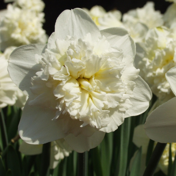 Narcissen planten