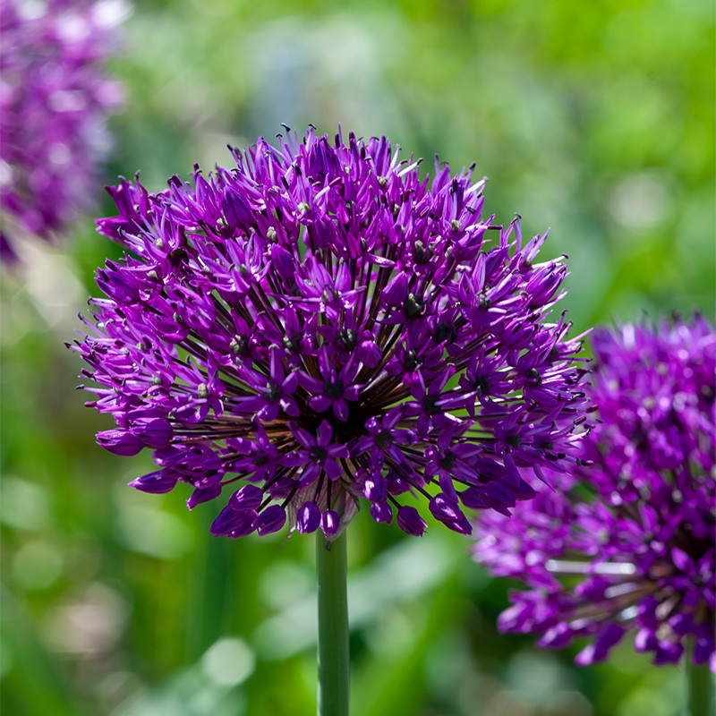 Allium sphaerocephalon | 5058