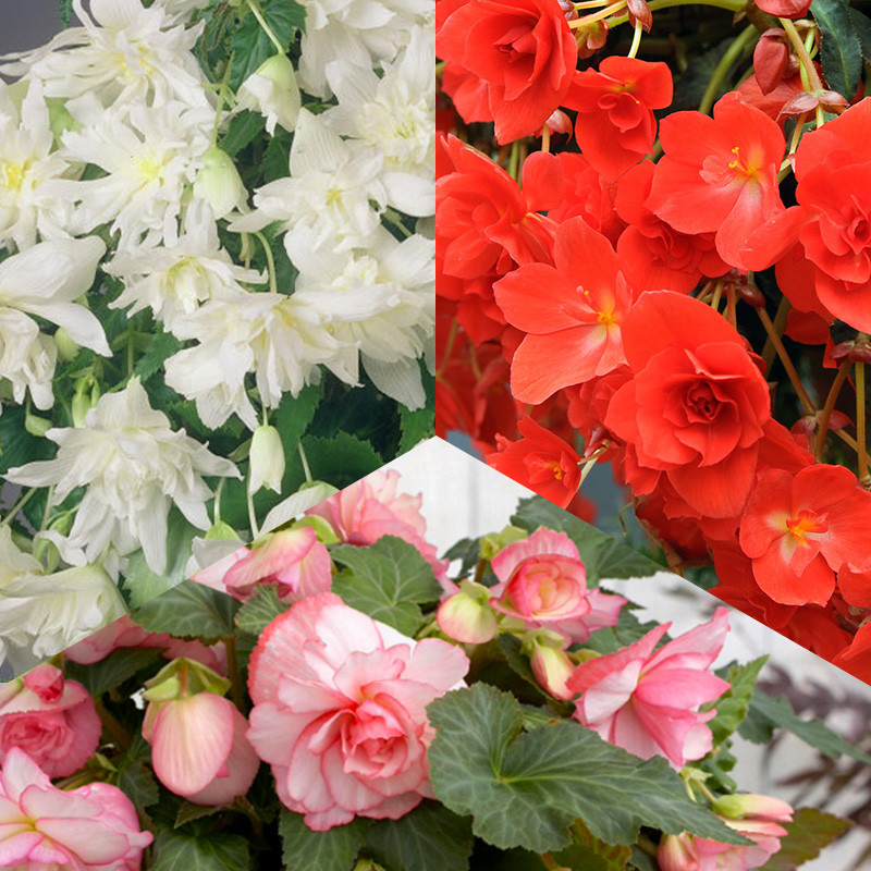 Begonia Bouton de Rose | 30090