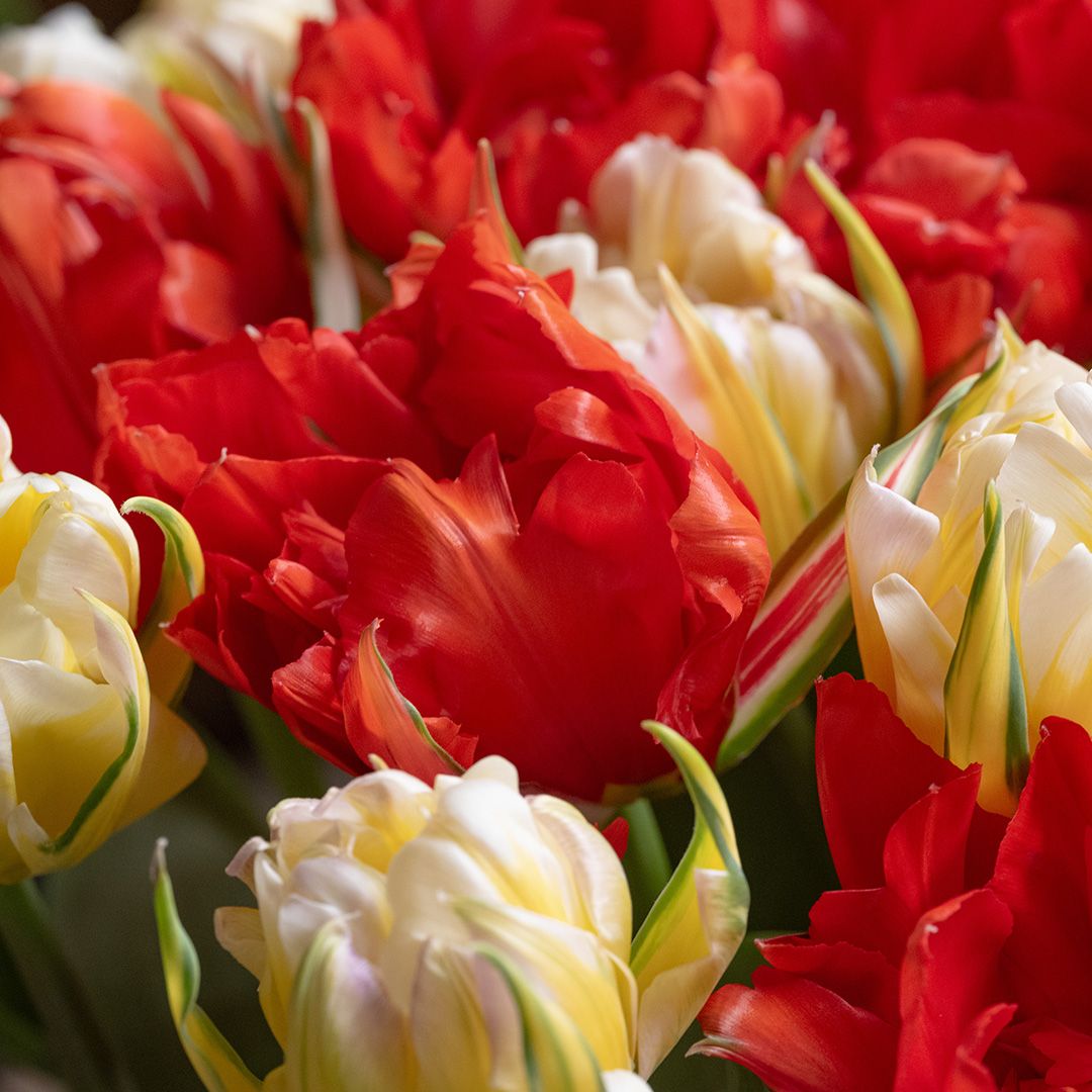 Tulp Love Valley | 2708