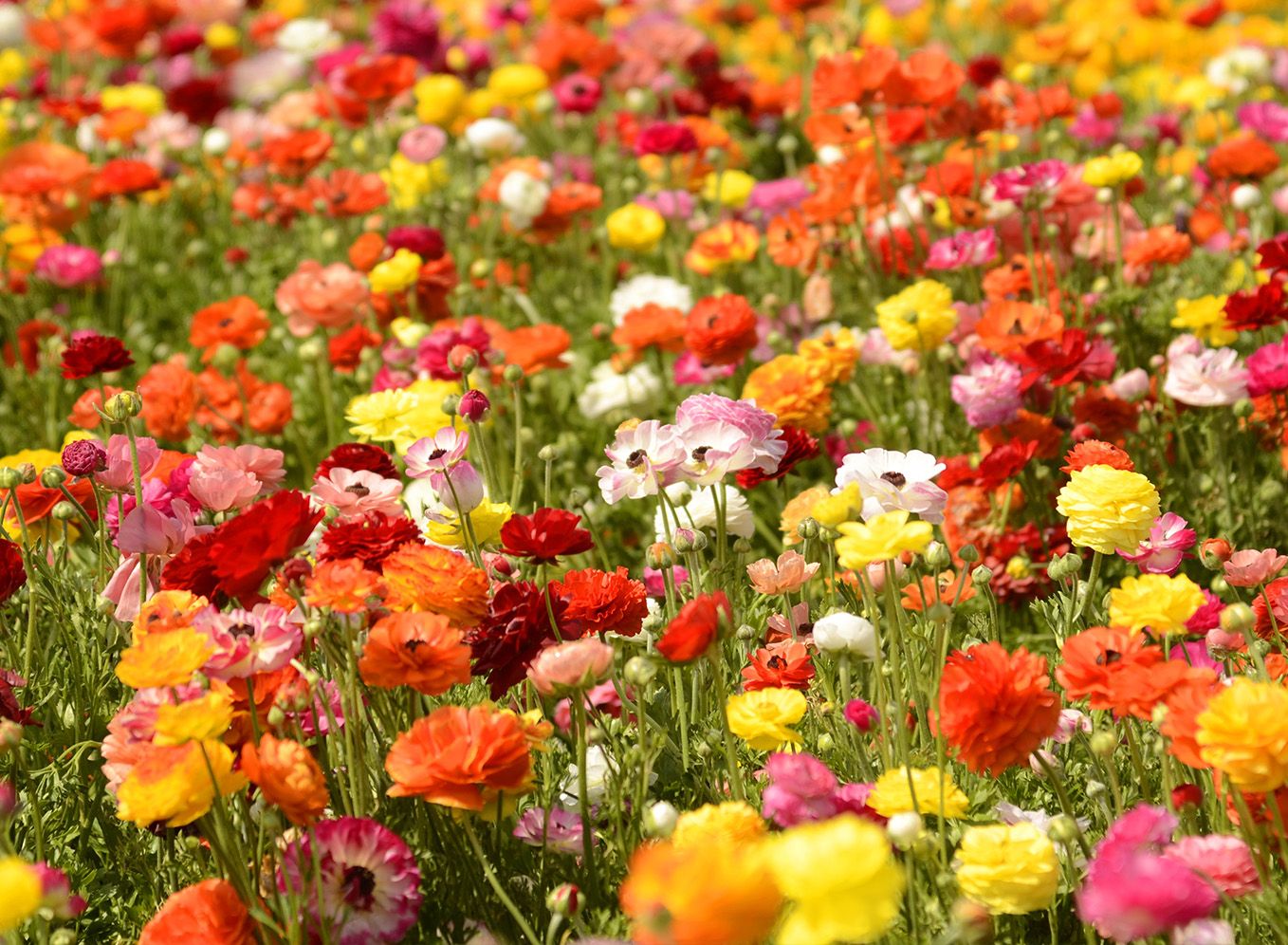 Ranonkel: Zomerbol van het jaar 2025!