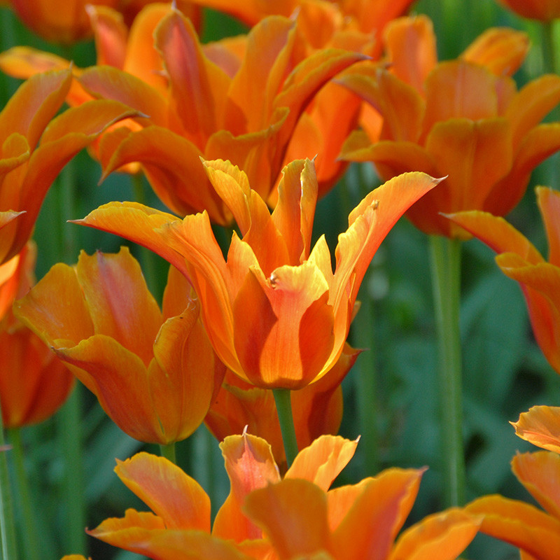 Alles over Tulpen