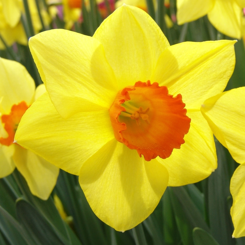 Narcissen planten