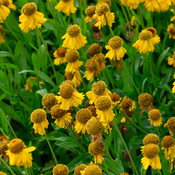 Helenium bigelovii 'The Bishop' | 6101325