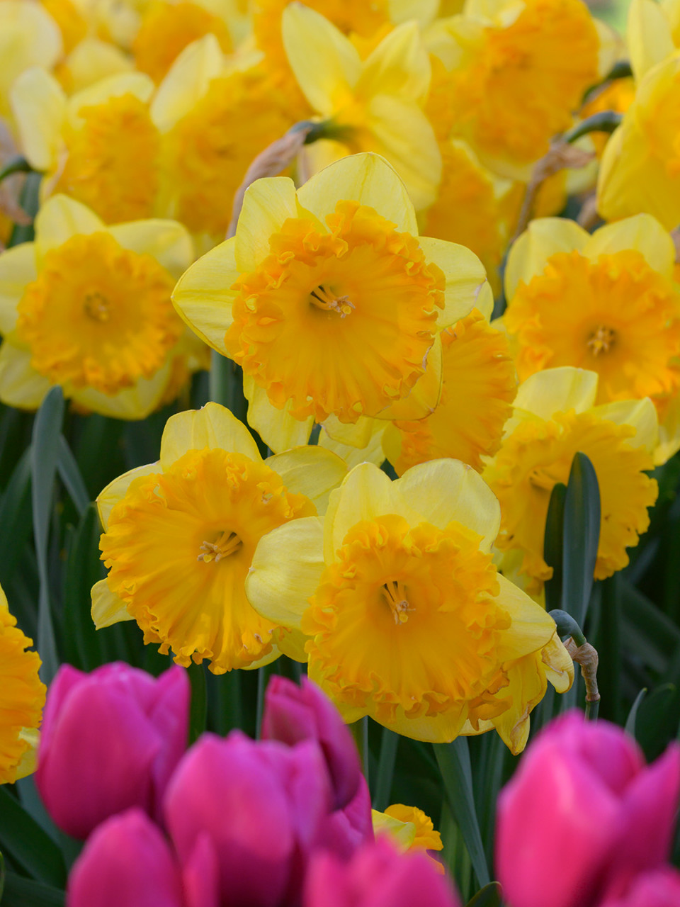 Narcissen planten