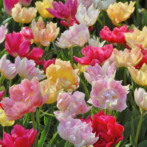 Alles over Tulpen