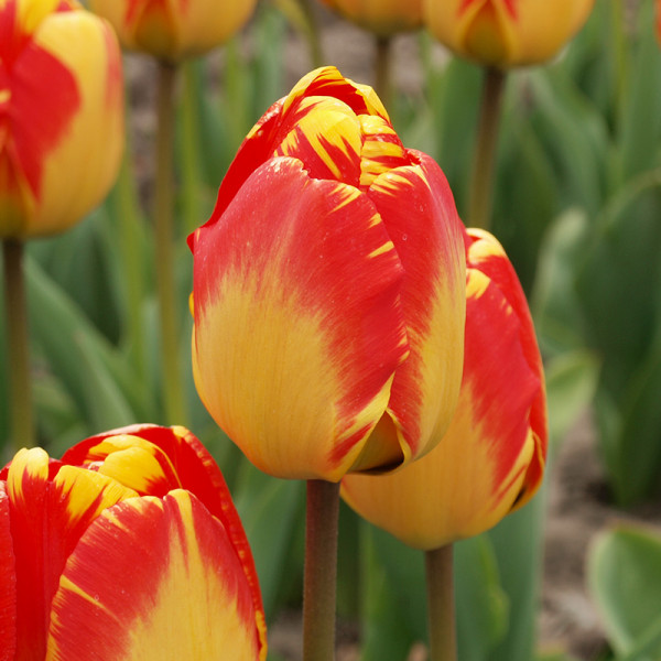 Alles over Tulpen