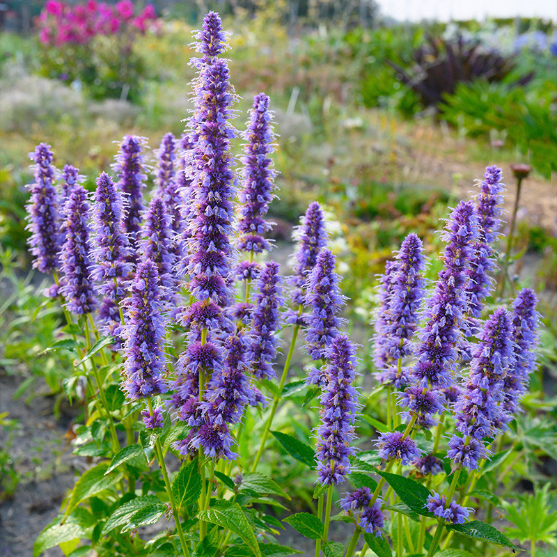 Agastache 'Blue Fortune' | 1 | 6101120