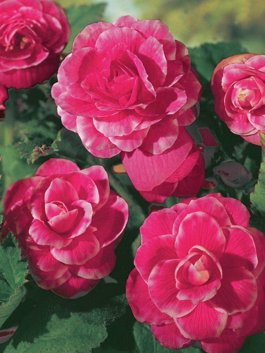 Begonia Bouton de Rose | 30090