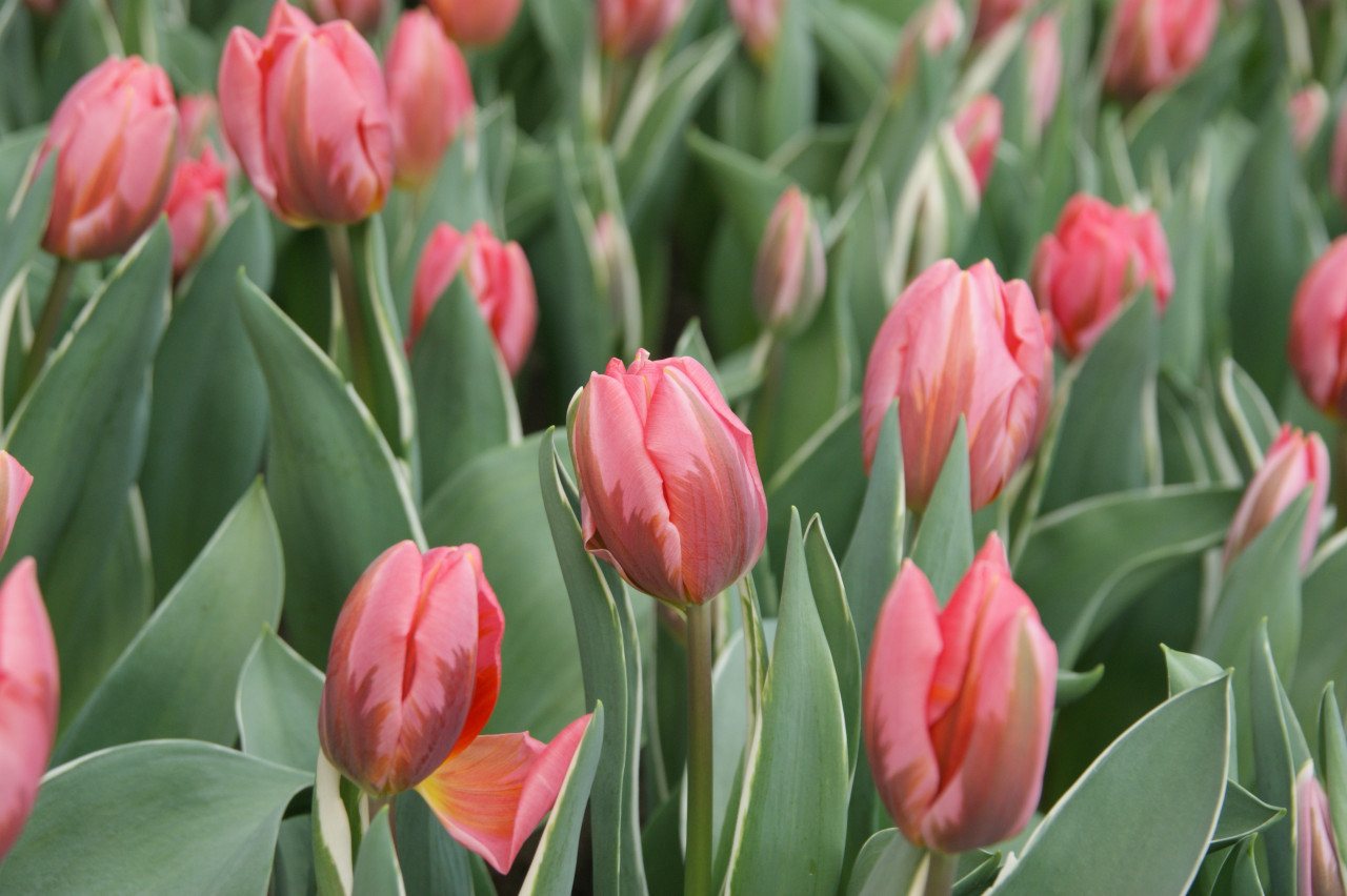 Tulp Pretty Princess | 2028