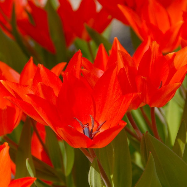 Alles over Tulpen