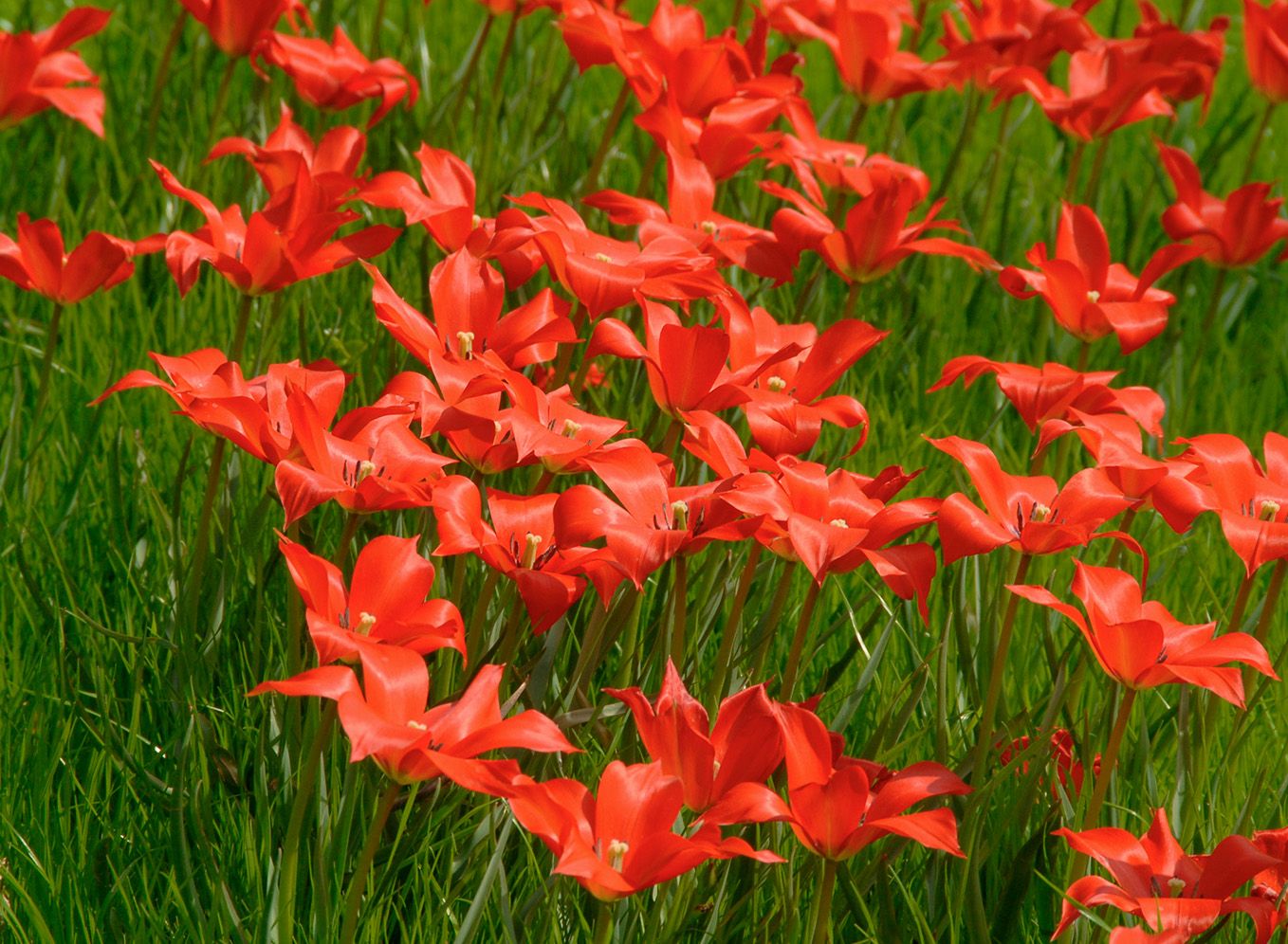 Botanische tulp: Bloembol van het jaar 2022