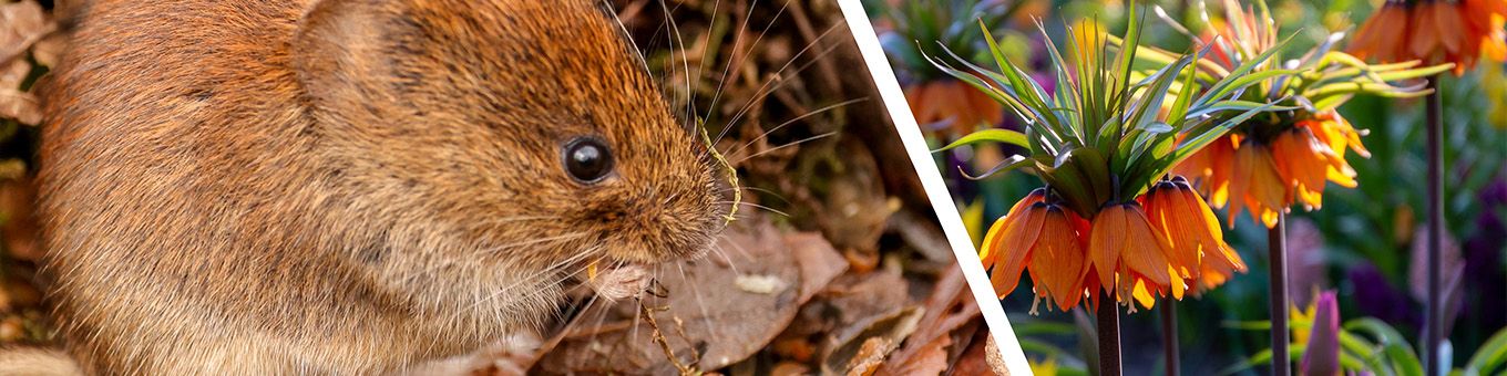 Woelmuizen en Mollen verjagen met de Keizerskroon