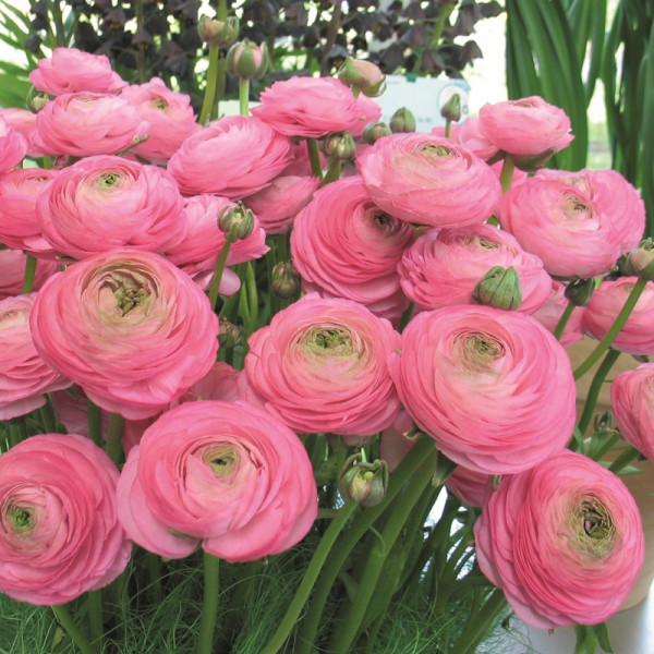 Ranunculus Picotee café | 88060